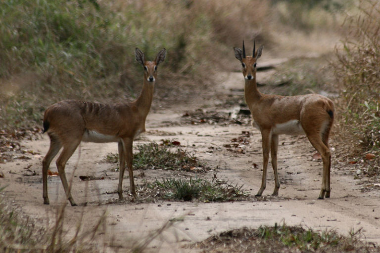Oribi l Rare Small Antelope Variety - Our Breathing Planet