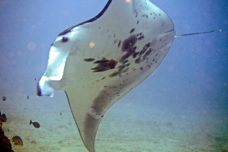 Reef Manta Ray l Magnificent Marine Marvel - Our Breathing Planet