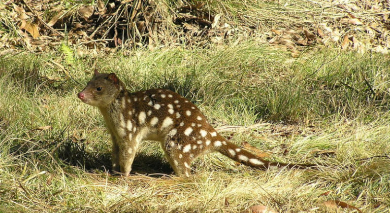 Tiger Quoll l Fascinating Marsupial - Our Breathing Planet