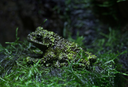 Vietnamese Mossy Frog l Fascinating - Our Breathing Planet