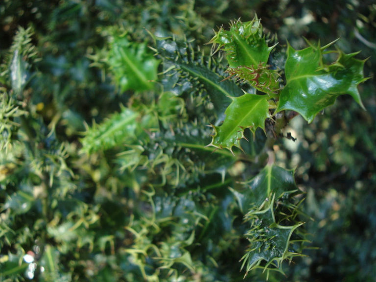 Common Holly l Tenacious and Culturally Important - Our Breathing Planet