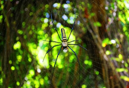 Giant Golden Orb Weaver l Amazing Arachnid - Our Breathing Planet