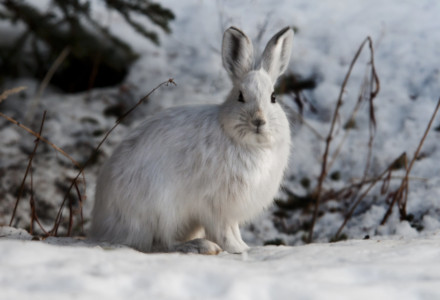 Snowshoe Hare l Aptly-named Small Mammal - Our Breathing Planet