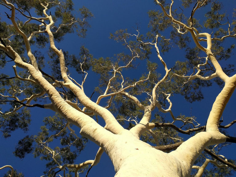 Ghost Gum l Intriguingly Evolved Tree - Our Breathing Planet