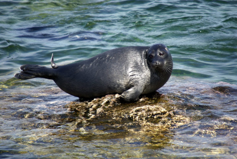 Ribbon Seal l Visually Distinctive Mammal - Our Breathing Planet