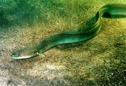European Eel l Intriguing Migratory Species - Our Breathing Planet