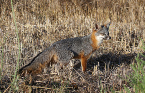 Island Fox l Highly Isolated Small Marvel - Our Breathing Planet