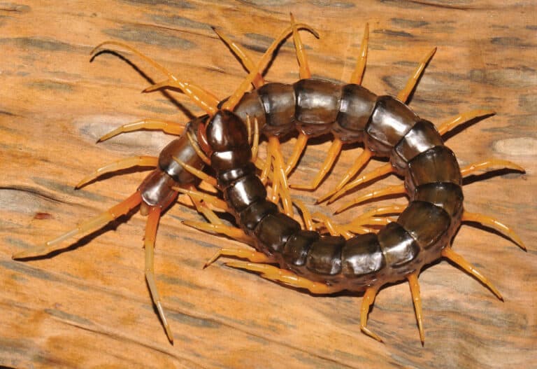 Aquatic Centipede l Unique Arthropod - Our Breathing Planet