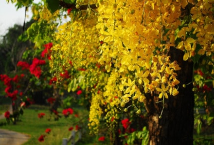Golden Shower Tree l Stunning Angiosperm - Our Breathing Planet