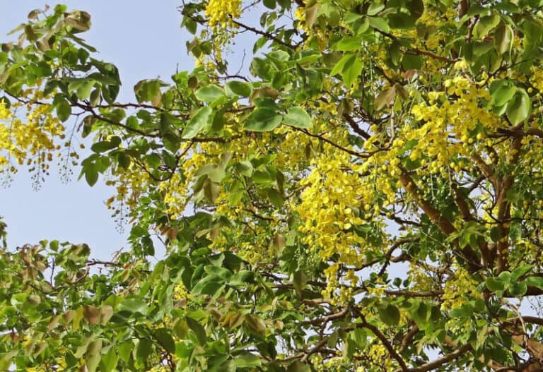 Golden Shower Tree l Stunning Angiosperm - Our Breathing Planet