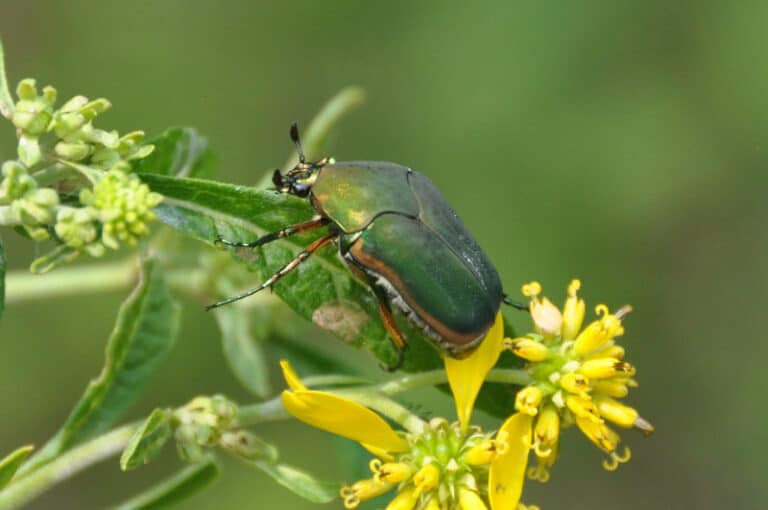 June Bug l Intriguing Invertebrate - Our Breathing Planet