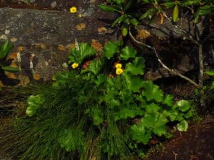 Appalachian Avens l Rare Wonder - Our Breathing Planet