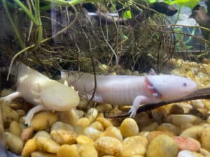 Axolotl l A Truly Uniquely Evolved Amphibian - Our Breathing Planet