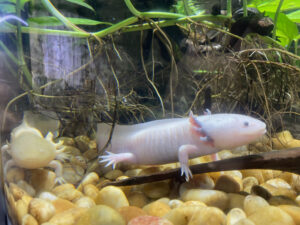 Axolotl l A Truly Uniquely Evolved Amphibian - Our Breathing Planet