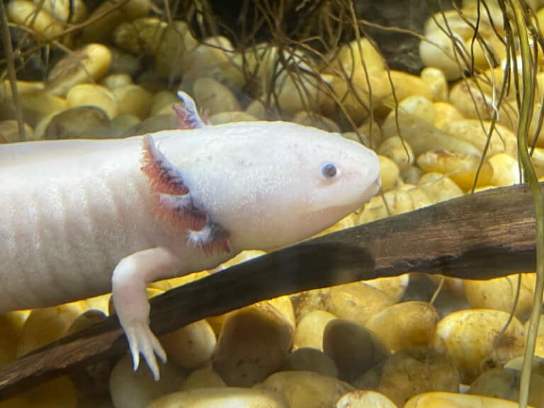 Axolotl l A Truly Uniquely Evolved Amphibian - Our Breathing Planet