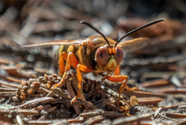 Eastern Cicada Killer l Remarkable Insect - Our Breathing Planet