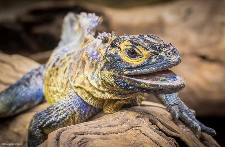 Philippine sailfin lizard l Remarkable - Our Breathing Planet