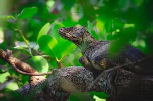 Philippine sailfin lizard l Remarkable - Our Breathing Planet