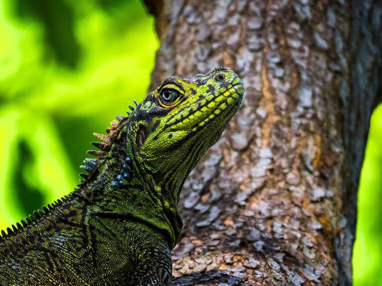 Philippine sailfin lizard l Remarkable - Our Breathing Planet
