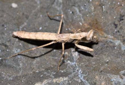 Agile Ground Mantis l Distinct Behavior - Our Breathing Planet