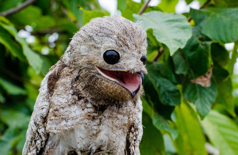 Great Potoo l Truly Unique Appearance - Our Breathing Planet