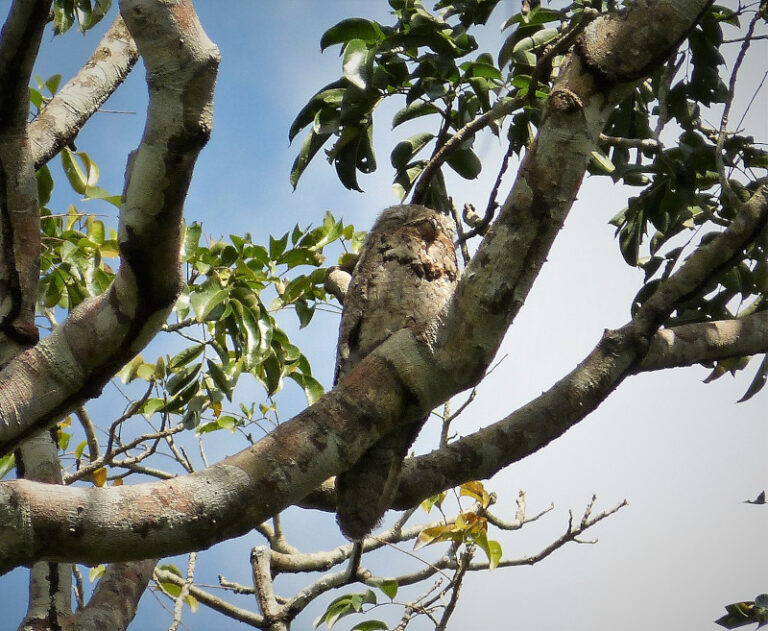 Great Potoo l Truly Unique Appearance - Our Breathing Planet