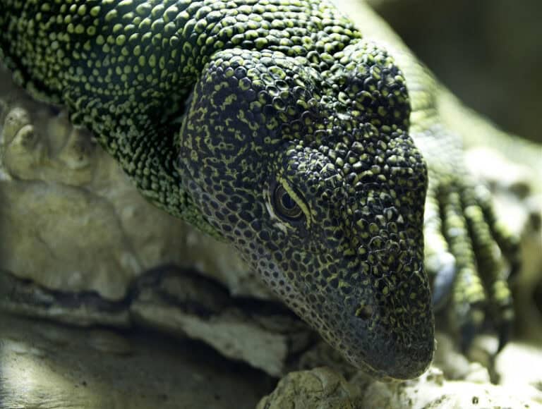 Earless Monitor Lizard l Highly Reclusive - Our Breathing Planet