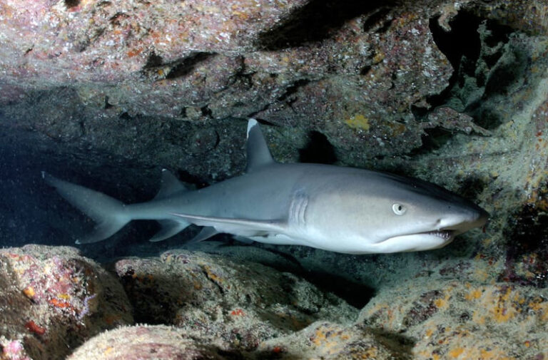 Gray Reef Shark l Small Yet Powerful Shark - Our Breathing Planet
