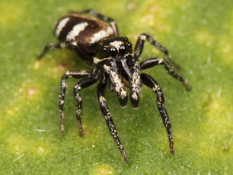 Zebra Spider l Small But Impressive - Our Breathing Planet