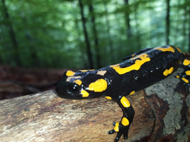Fire Salamander l Colorful Amphibian - Our Breathing Planet