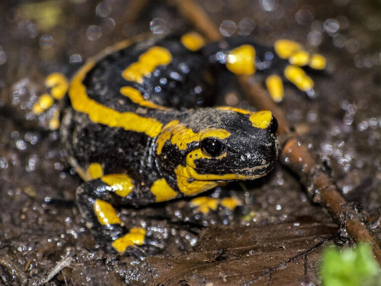 Fire Salamander l Colorful Amphibian - Our Breathing Planet
