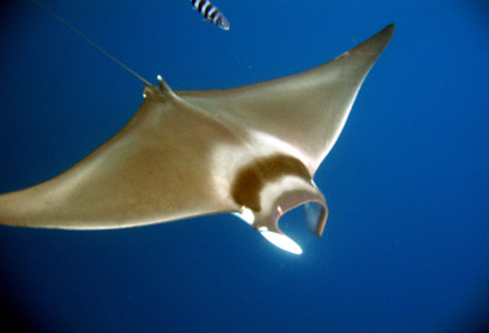 Spinetail mobula l Highyl Adaptible Ray - Our Breathing Planet