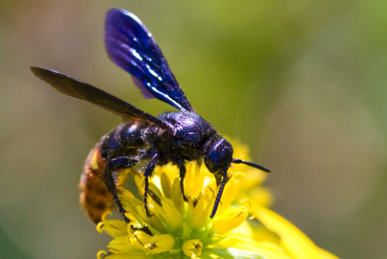 Blue-Winged Wasp l Dazzling Arthropod - Our Breathing Planet