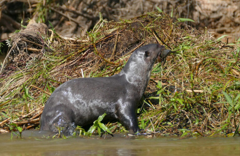 Giant Otter l Awesome Amphibious Predator - Our Breathing Planet