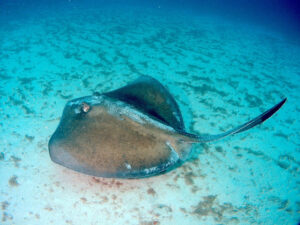 Southern Stingray l Near Threatened Marvel - Our Breathing Planet
