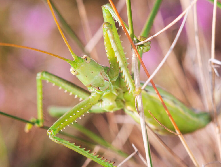 Spiked Magician l Distinctive Grasshopper - Our Breathing Planet