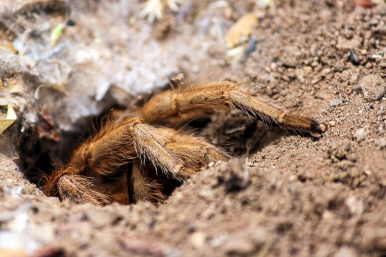 Western Desert Tarantula l Amazing - Our Breathing Planet