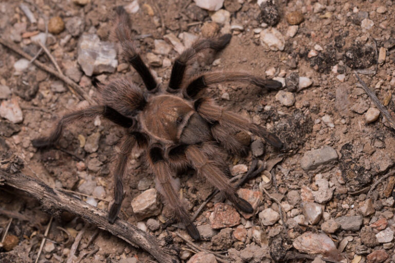 Western Desert Tarantula l Amazing - Our Breathing Planet