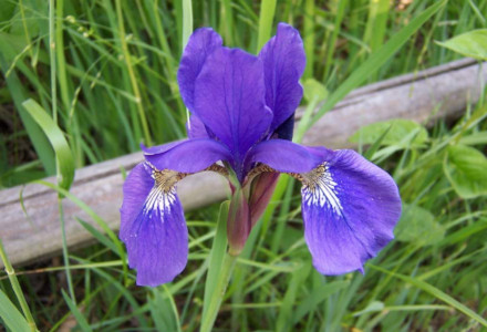 Blood iris l Incredible Beauty - Our Breathing Planet