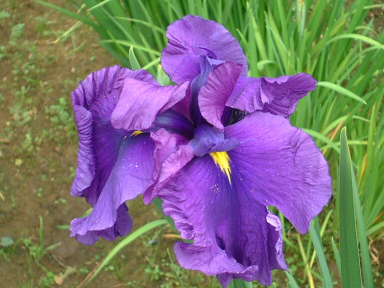 Blood iris l Incredible Beauty - Our Breathing Planet
