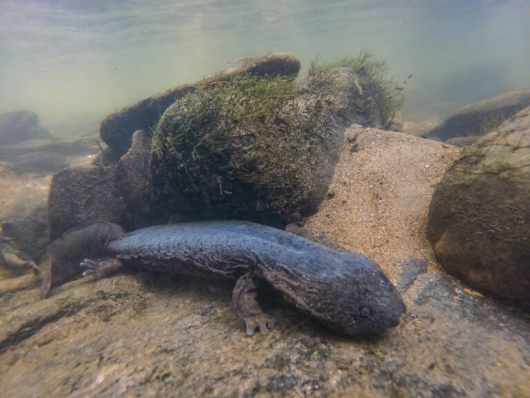 Hellbender Salamander l Mighty Amphibian - Our Breathing Planet