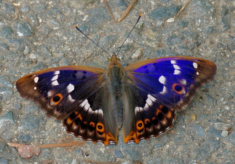 Lesser Purple Emperor l Beautiful Butterfly - Our Breathing Planet