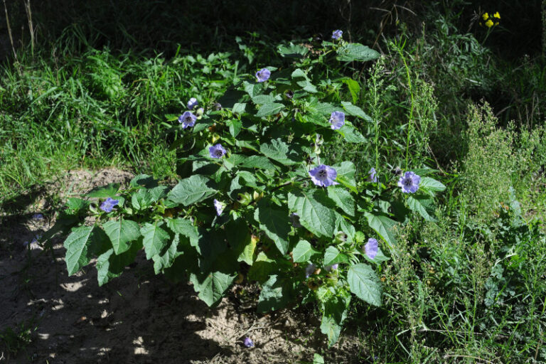 Apple-of-Peru l Surprising Hidden Nature - Our Breathing Planet