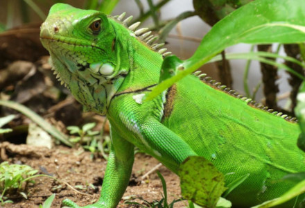 Green Iguana l Magnificent Lizard - Our Breathing Planet