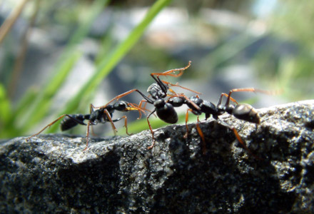 Jack Jumper Ant l Impressively Evolved - Our Breathing Planet