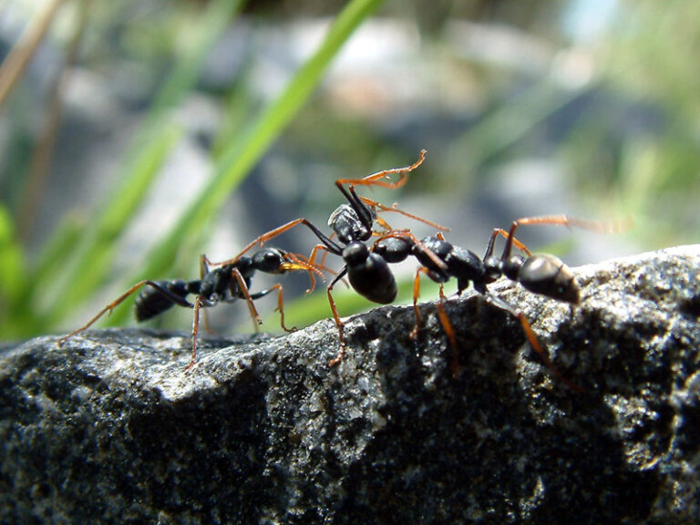Jack Jumper Ant l Impressively Evolved - Our Breathing Planet