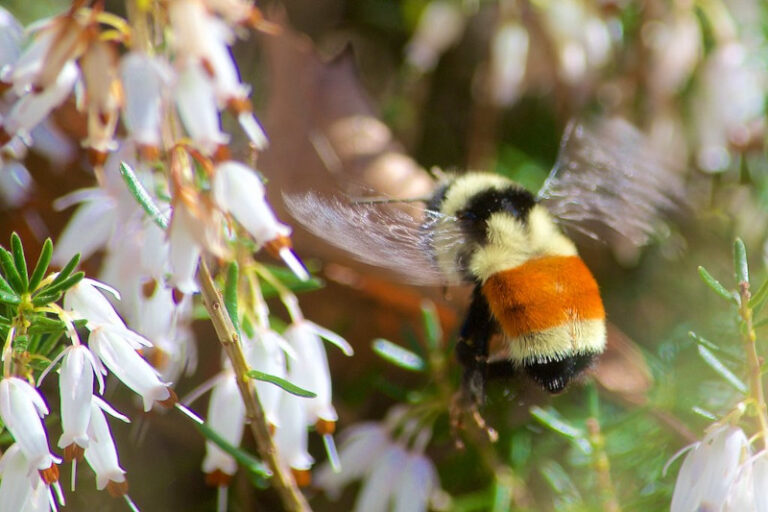 Orange-belted Bumblebee l Lovely Insect - Our Breathing Planet