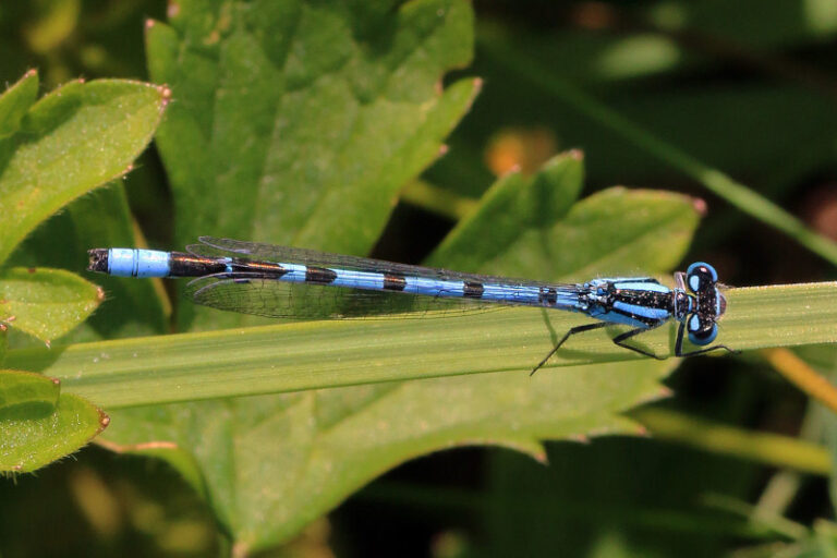 Powder Blue Damselfly l Dazzling Insect - Our Breathing Planet