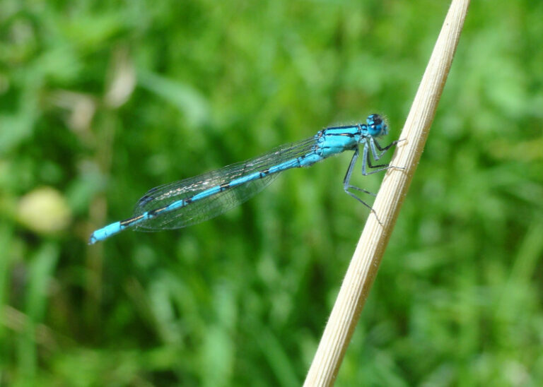 Hines Emerald Dragonfly l Dazzling - Our Breathing Planet