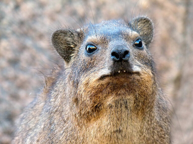 Rock Hyrax l Small Yet Surprising Mammal - Our Breathing Planet
